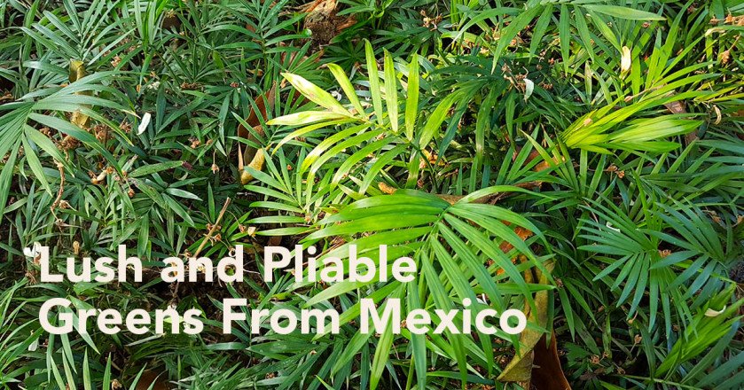 Chico and Teepee Are the Gems of Mexican Foliage