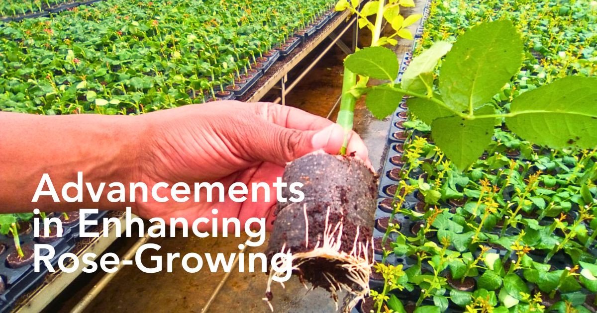 ProRoot Developing Better and Enhanced Rose Rootstocks