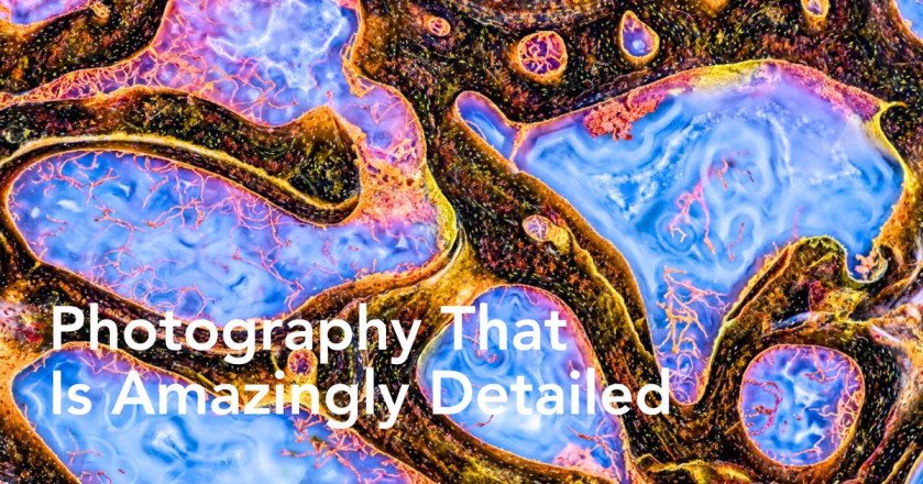 Nikon Small World 2024 Reveals Stunning Micro Shots