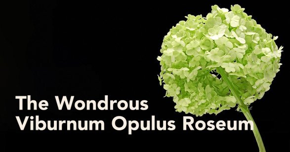 This Is How You Can Optimally Enjoy Your Viburnum Cut Flowers