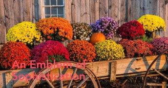 What Are the November Birth Flowers of the month?