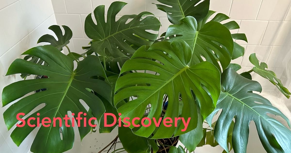 Plant Science Experiments for Students