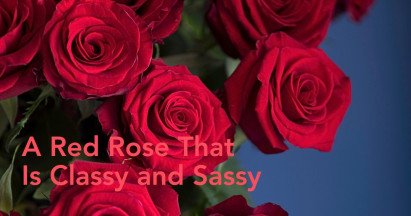 Redvolution Red Rose Raises the Bar for Vase Life