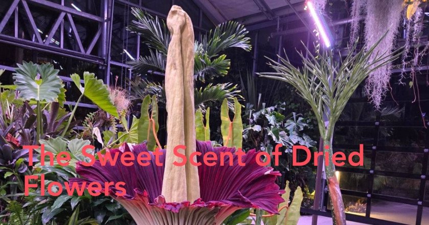 Must-See Flowers Around the World