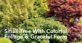 Discover the Beauty and Versatility of Dwarf Japanese Maples