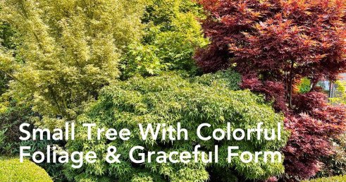 Discover the Beauty and Versatility of Dwarf Japanese Maples