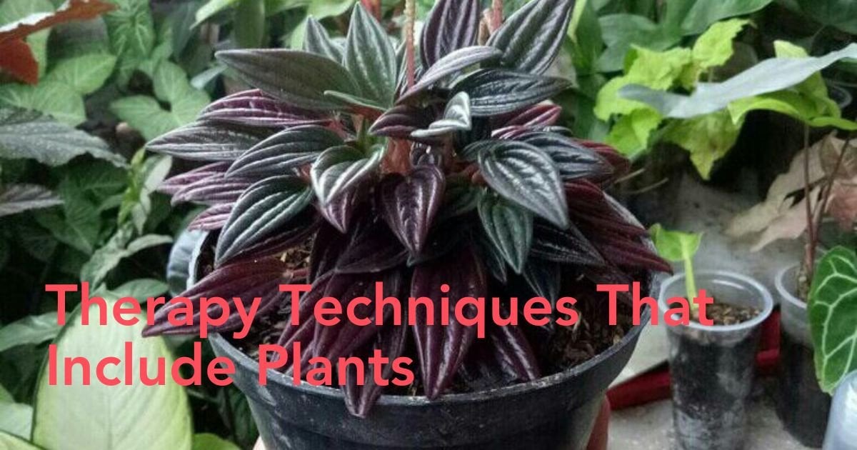 Simple Plant Therapy Techniques to Reduce Daily Stress