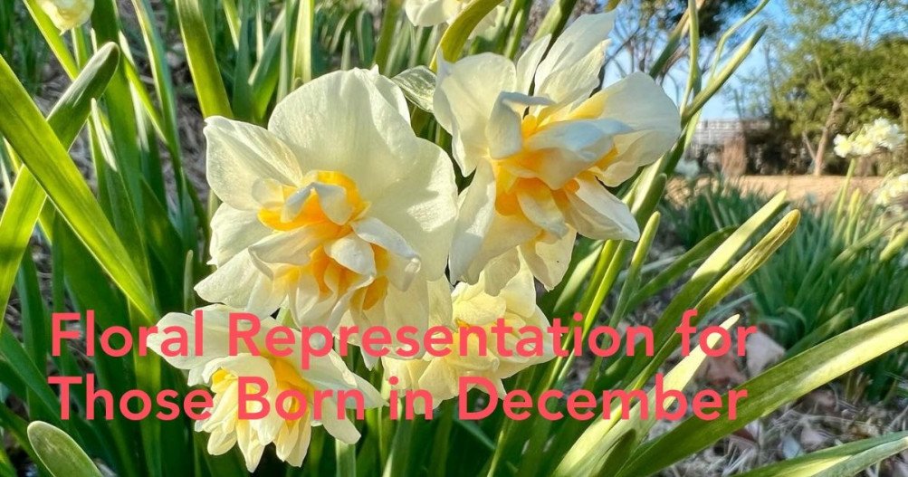 Holly and Narcissus are the December Birth Flowers