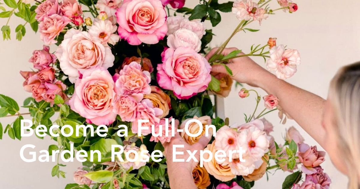 Become a Garden Rose Guru With Alexandra Farms' Designer Certification