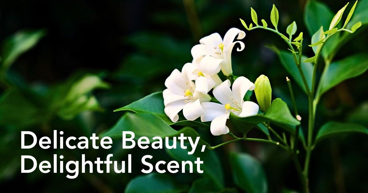 Jasmine Flower Meaning, Symbolism and Significance