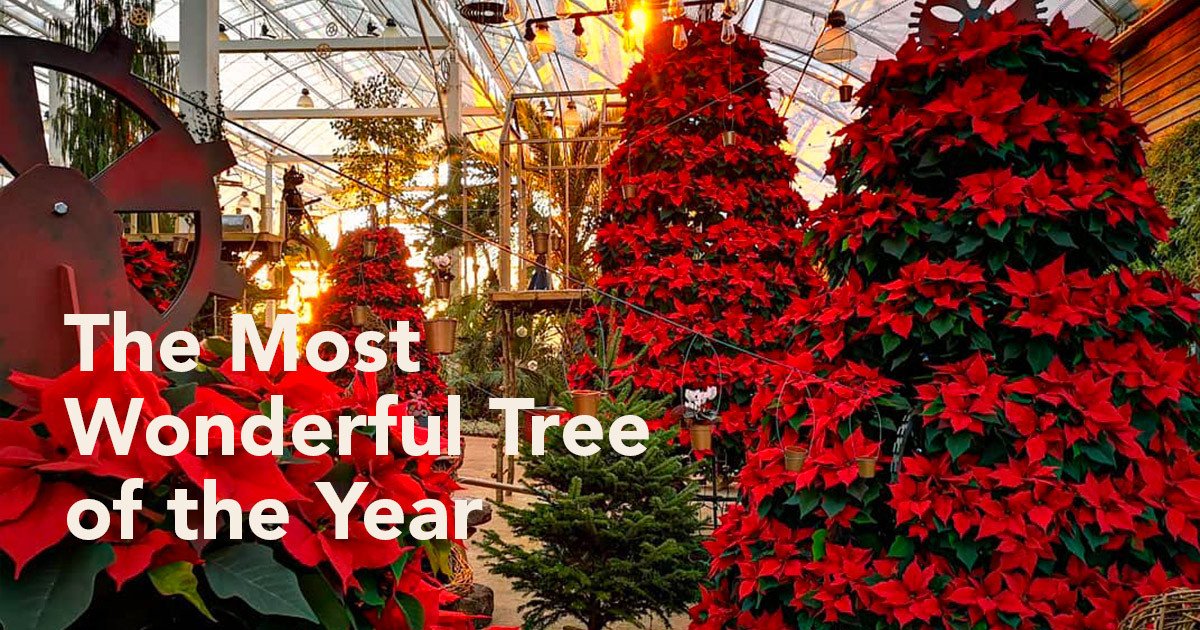 How to Build a Beautiful Poinsettia Christmas Tree