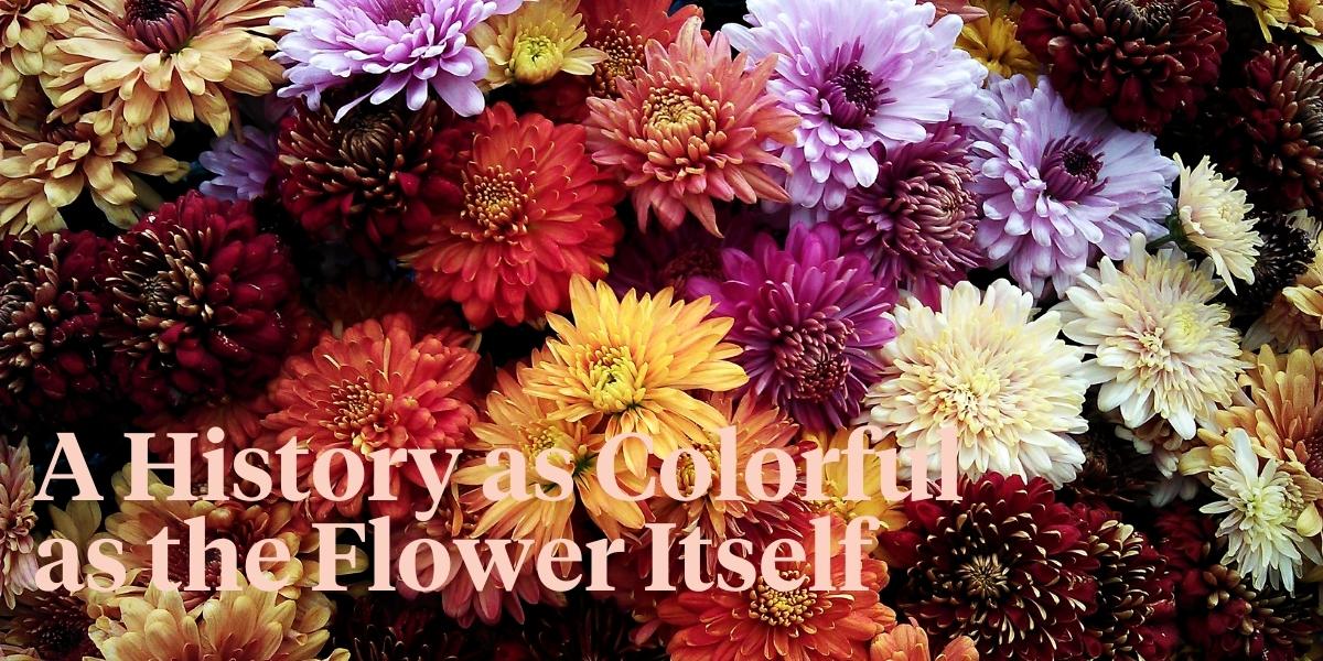 Chrysanthemum Origin and History: From Chinese Herb to Fall Favorite