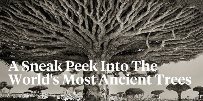 Beth Moon Captures Earth’s Oldest Trees in Monochrome