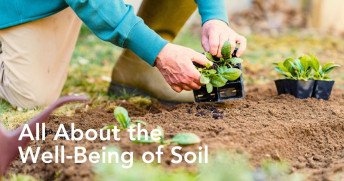 World Soil Day a Platform to Highlight the Importance of Healthy Soils