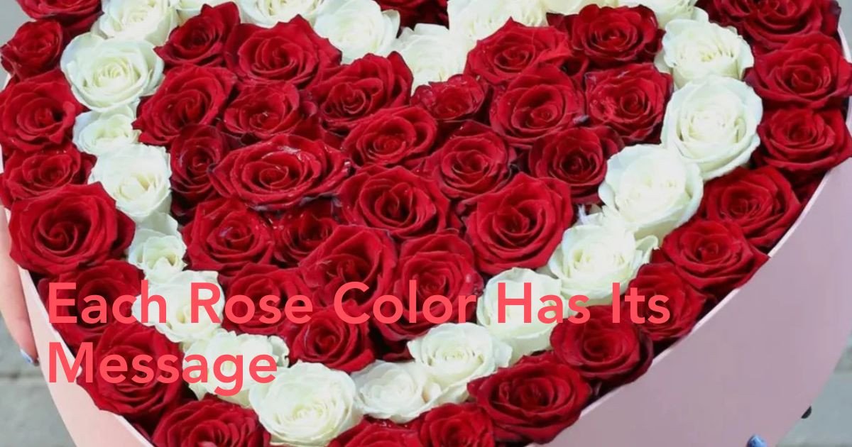 The Language of Roses: Exploring Bouquet Colors, Symbolism