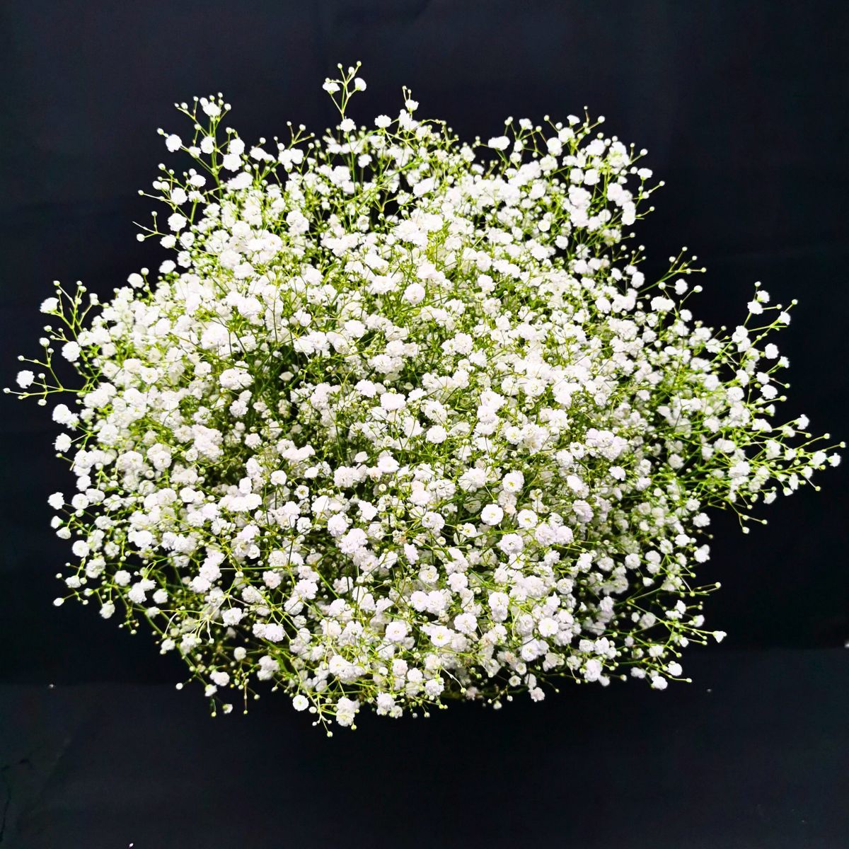 White Gypsum Flower Gypsum Flower Saudi Arabia