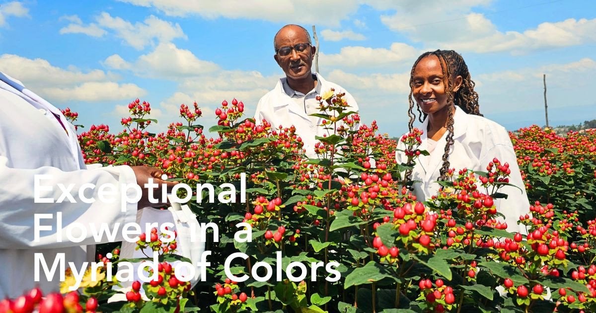 Rimi Flora – A Kenyan Flower Grower With a Flair for Premium Hypericum...
