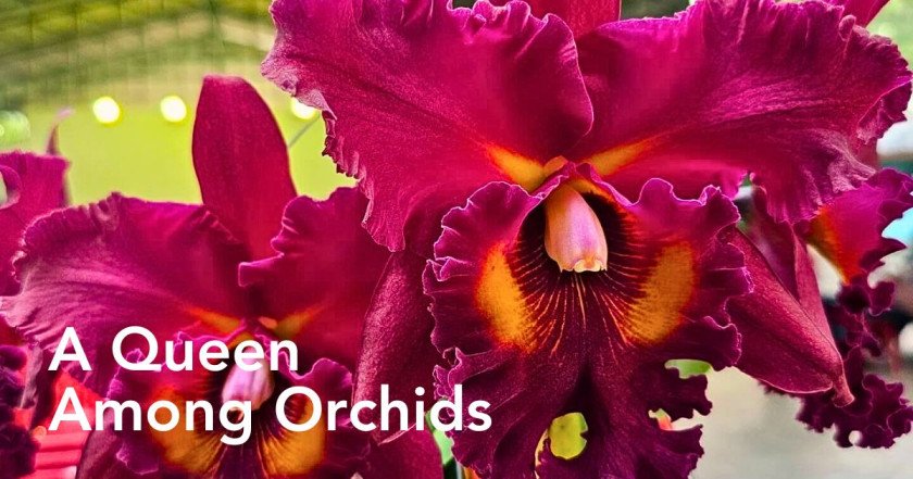 Cattleya Flower Meaning: The Symbolism of This Exotic Flower