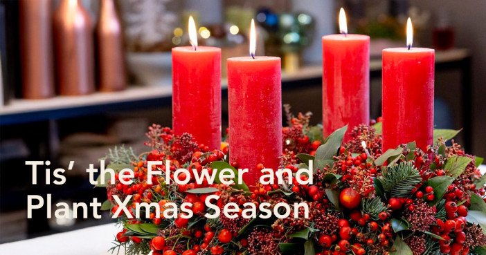 15 Popular Christmas Flowers and Plants for the Holidays