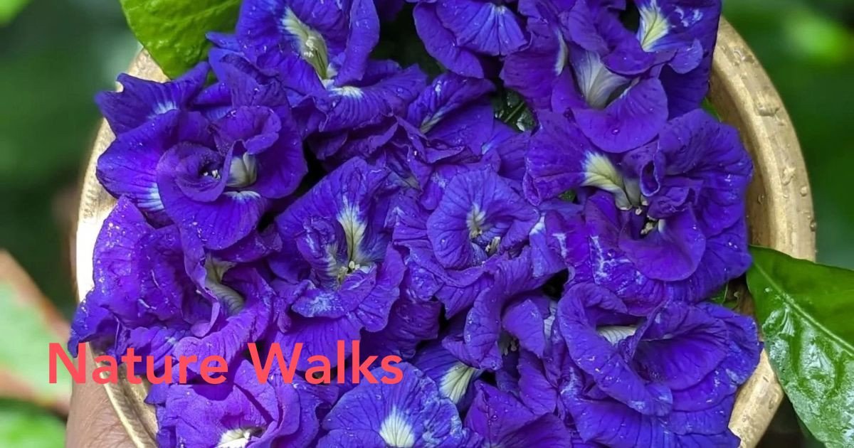 How the World’s Flowers and Mental Health Work for Wellness