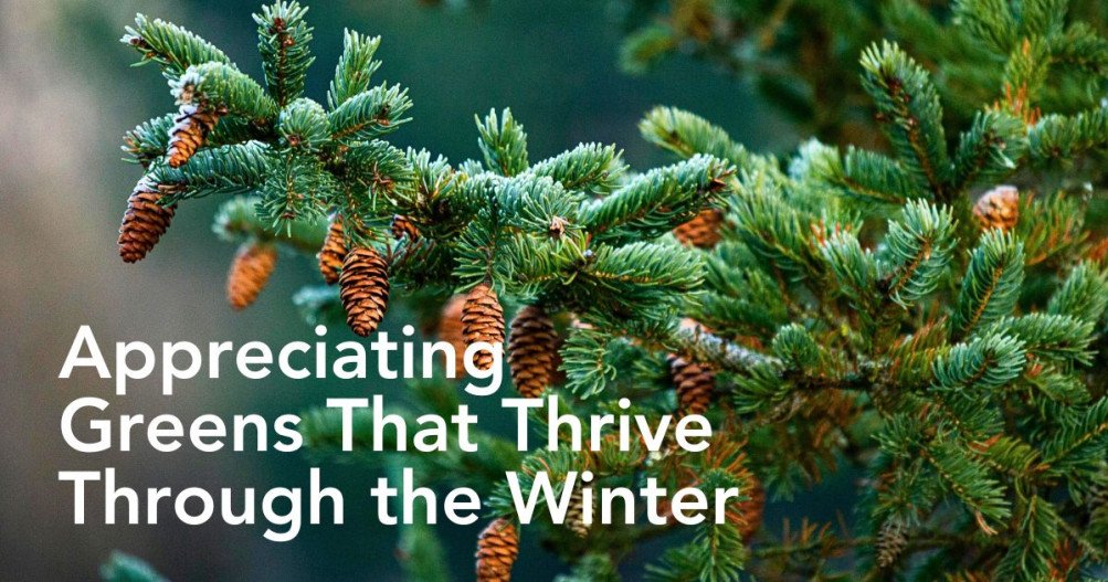 Look for an Evergreen Day Appreciates the Resilience of Nature