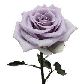 Rose Shocking Blue®