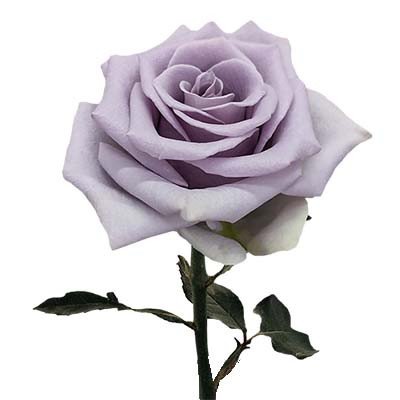 Rose Shocking Blue®