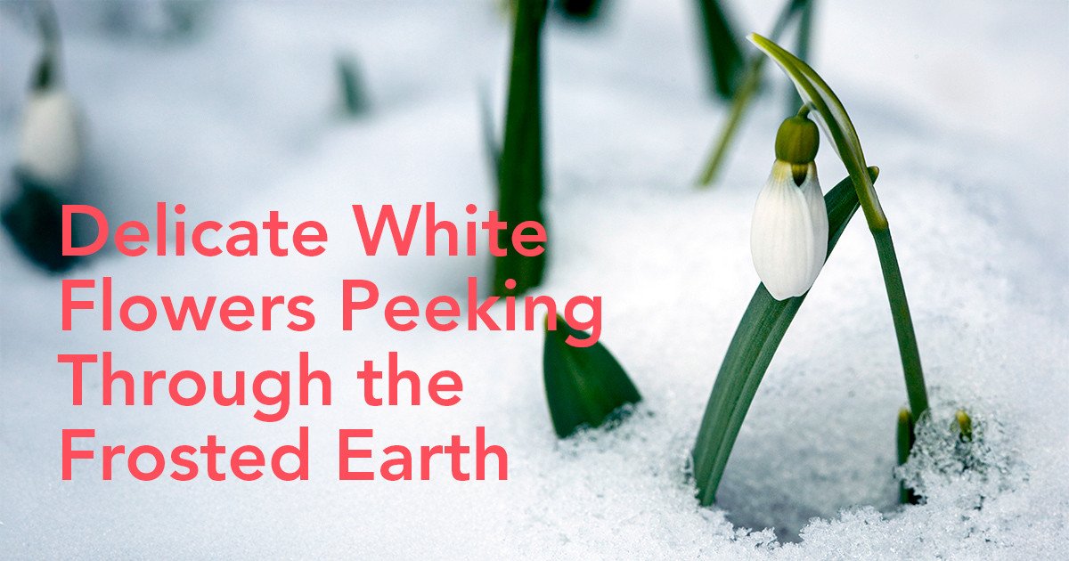Snowdrops Galanthus Meaning Myths and Medicinal Use