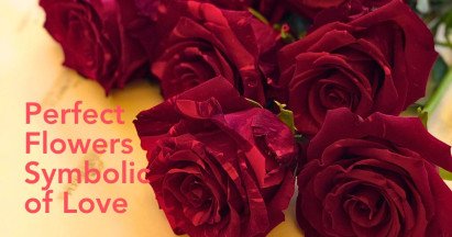 History of the Red Rose the Queen Flower for Valentine’s Day