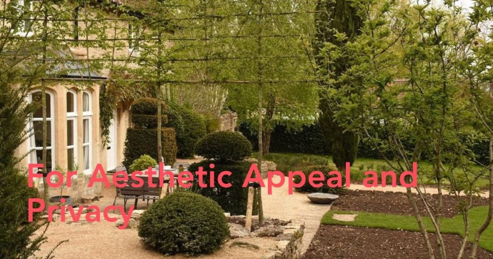 14 Evergreen Shrubs to Create Green Privacy Screens in Your Yard