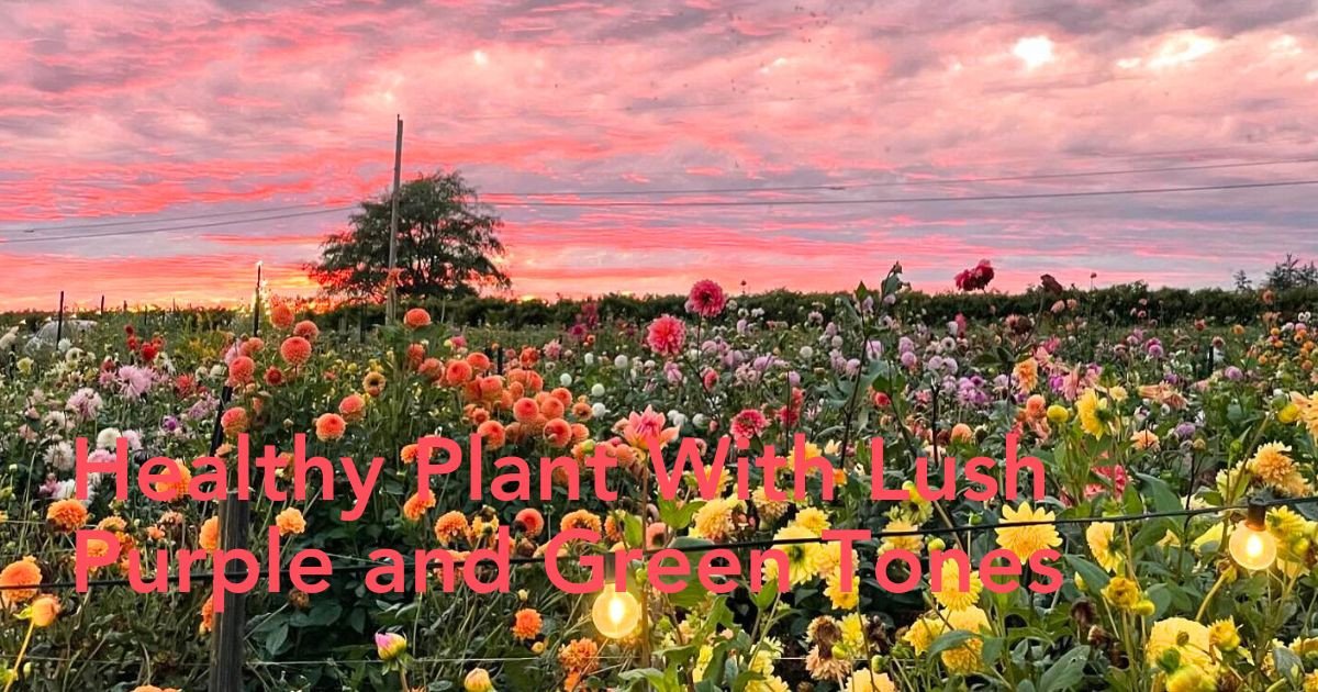 Floral Therapy and Its Benefits for Well Being