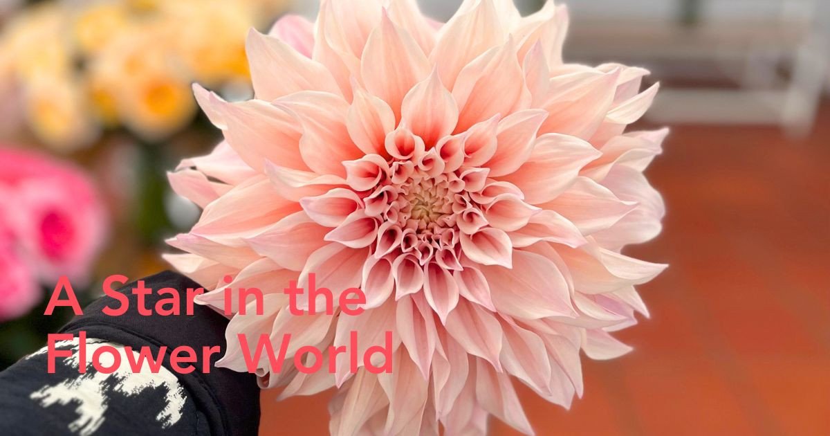 Dahlia Flower Meaning History Symbolism and Care Tips
