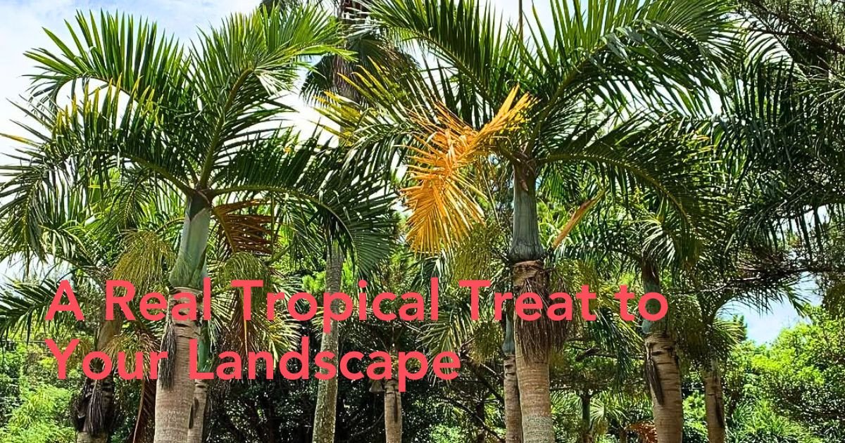 How to Grow and Care for a Spindle Palm Tree