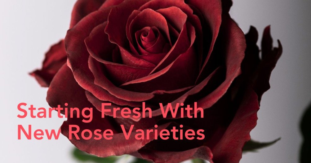 Rosaprima Says Hello to a New Year With 3 New Varieties