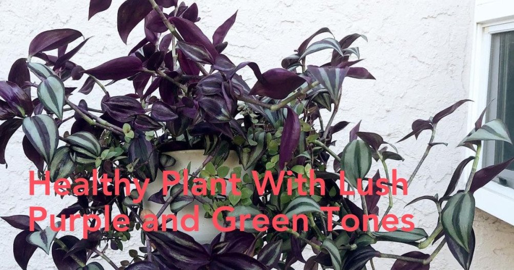 Wandering Jew Care: Vibrant Purple and Green Houseplant