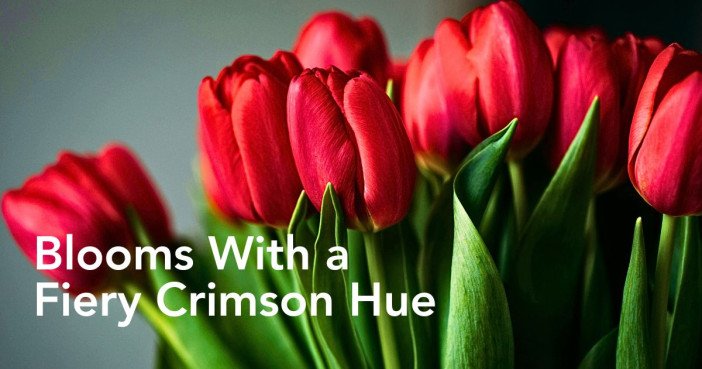 Red Flower Meaning Even Beyond Passionate Nuances of Valentine’s