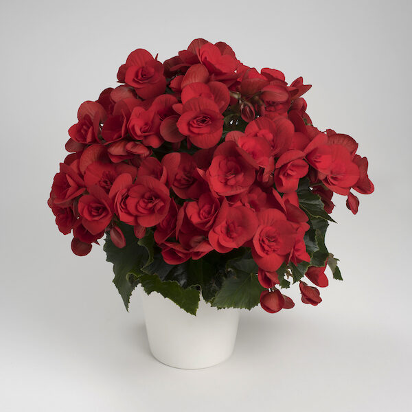 Red Begonias Are About to Be the New Christmas Plant - Thursd