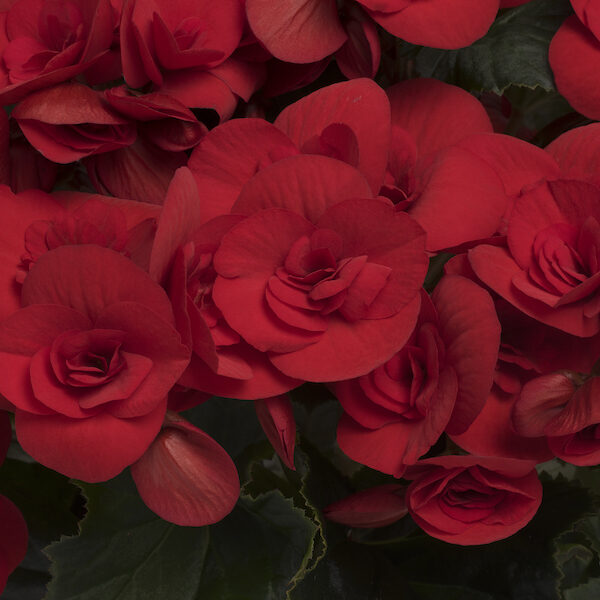Red Begonias Are About to Be the New Christmas Plant - Thursd