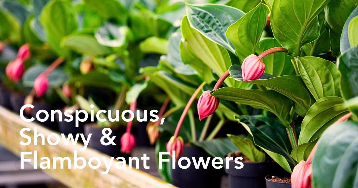 Medinilla Magnifica Plant, a Stunning Tropical Houseplant