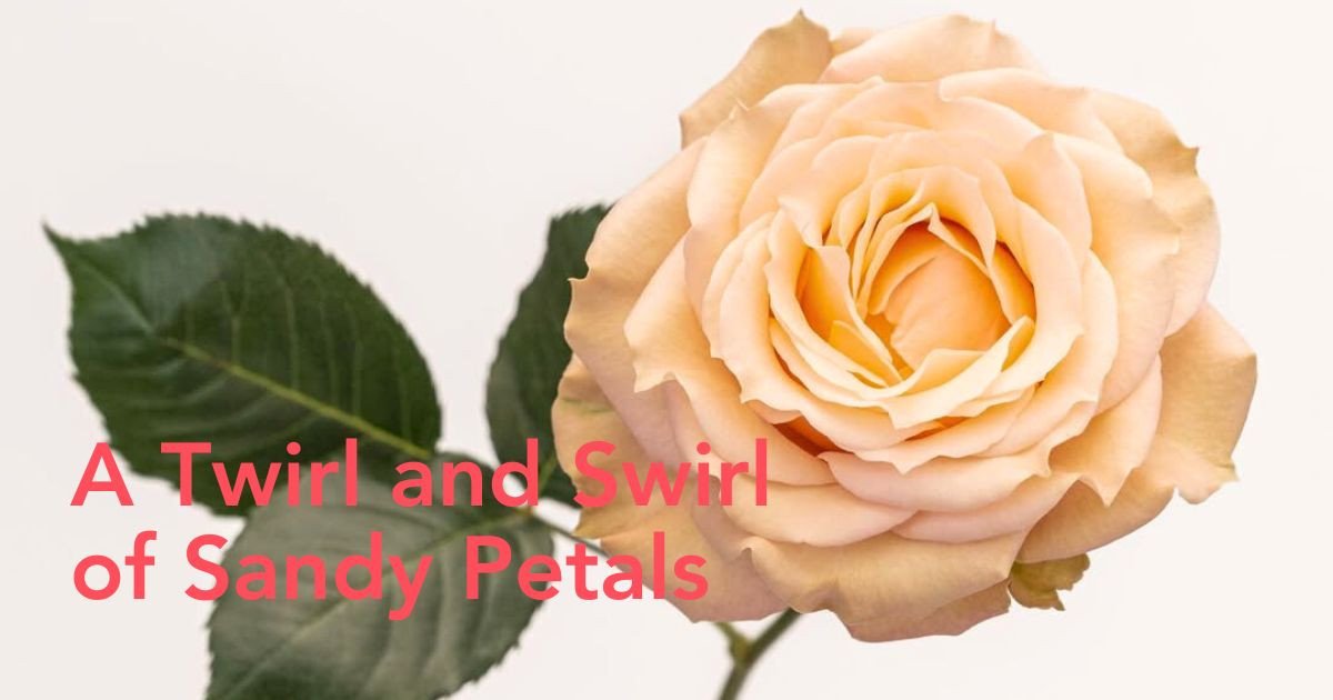 Sahara Sensation - Get to Know This Spectacular Rose