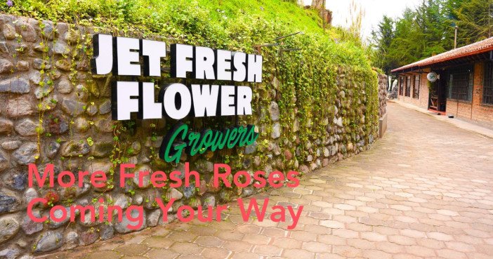 Jet Fresh Expands 35-Hectare Rose Farm in Ecuador