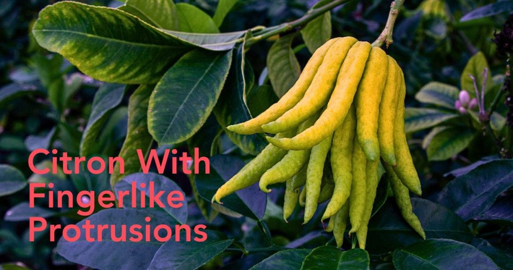 Buddha’s Hand Is a Citrus Marvel Steeped in Symbolism and Flavor