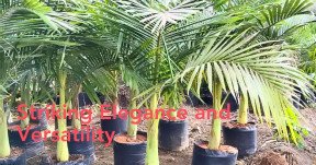 How to Grow and Care for King Palm Tree Easily