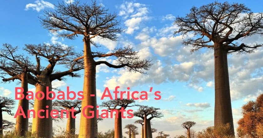 The African Baobab: Africa’s Ancient ‘Tree of Life’