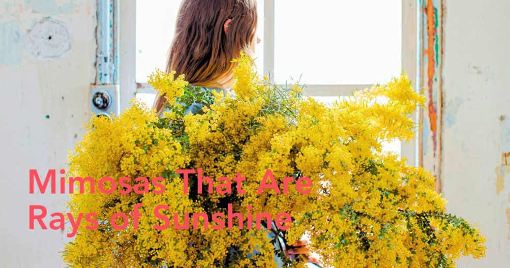 What Is a Mimosa Flower? Here's What You Need to Know
