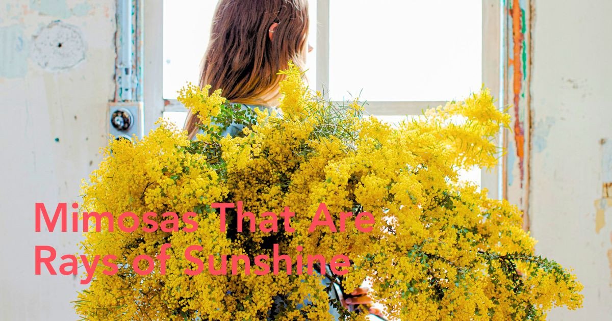 What Is a Mimosa Flower? Here's What You Need to Know