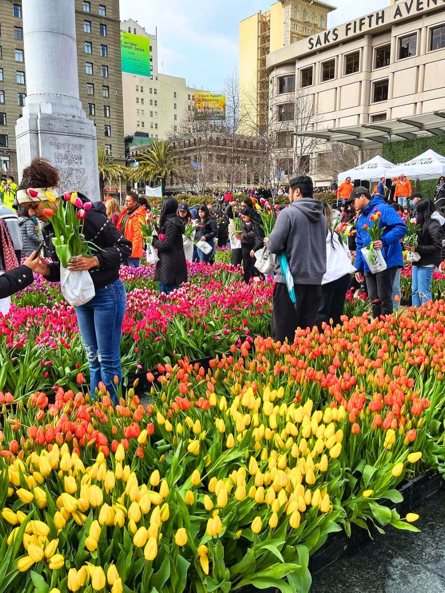 American Tulip Day 2026 Brings Tulips to Union Square