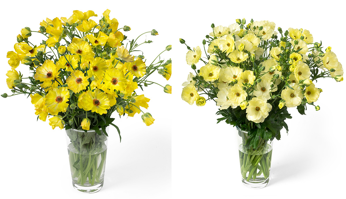 Monarch Flowers Ranunculus Butterfly Series Year Round