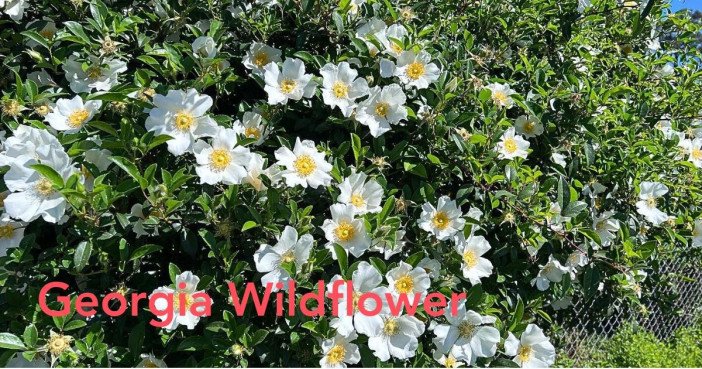 Cherokee Rose: Georgia's State Flower & Its Controversy