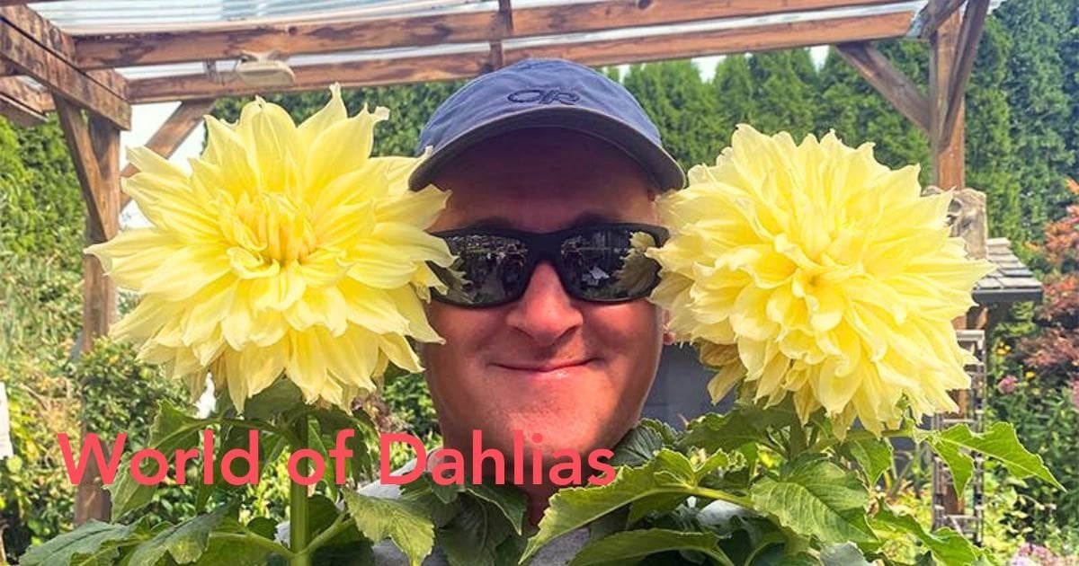 Dalia: La flor nacional de México y su rica historia